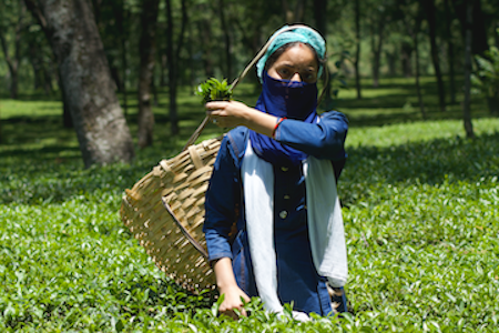 Wah Tea – Shop Wah Tea